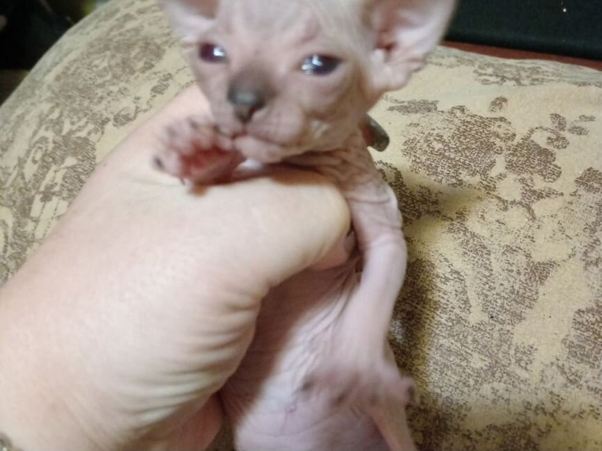 Канадский сфинкс девчуля