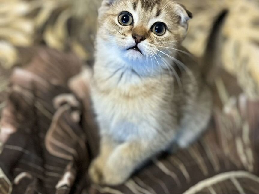 Шотландские котята