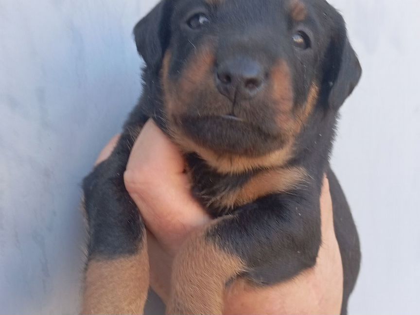 Щенки ягдтерьера