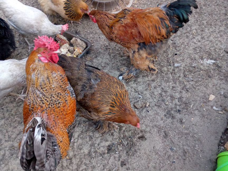 Куры молодки несушки 3 4 месяца