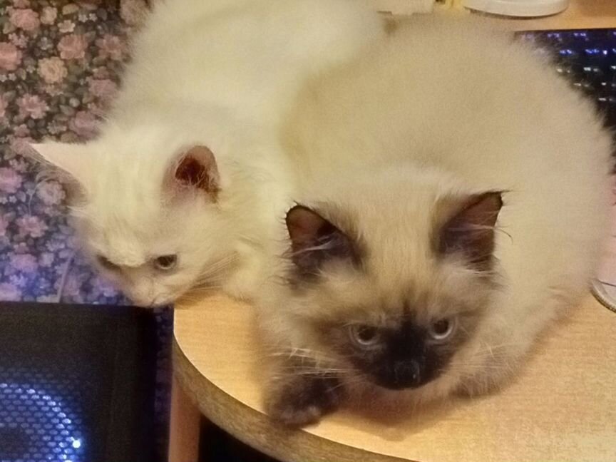 Отдаю котят мальчик и девочка 3 мес