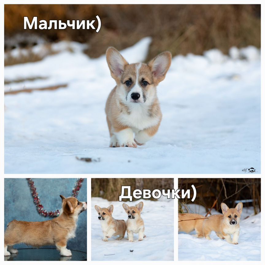 Коржики