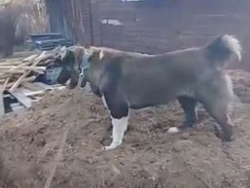 Алабай в дар