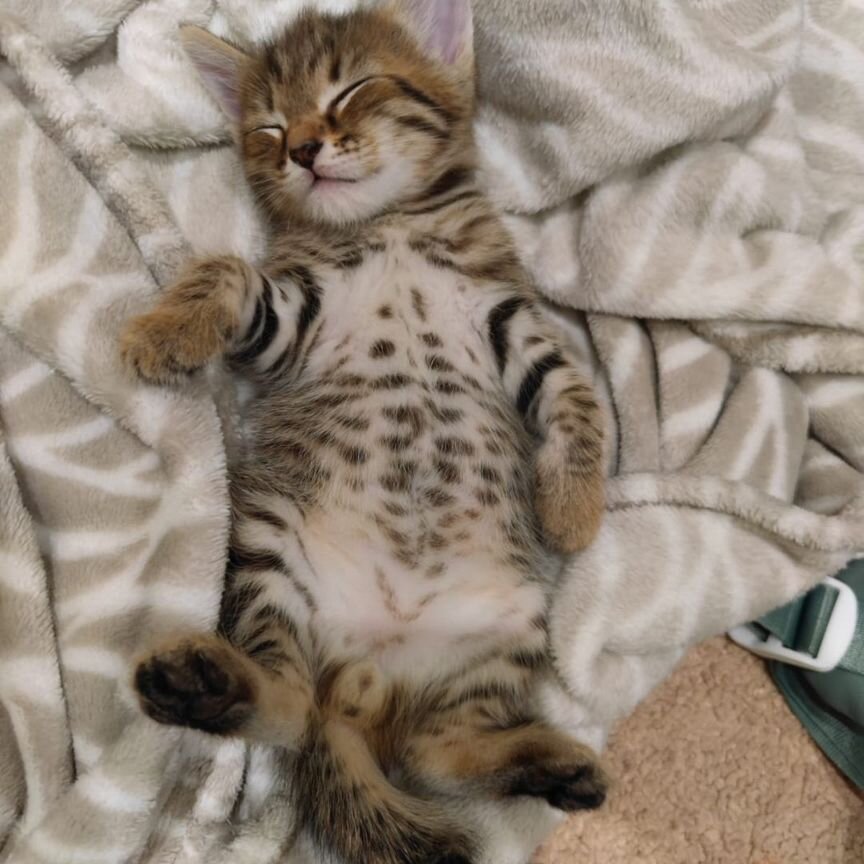 Полкило кошатины в добрейшие руки