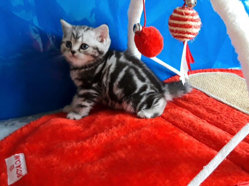 Шикарный мраморный котик