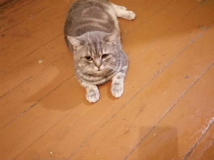 Барсюша ищет семью кастрирован