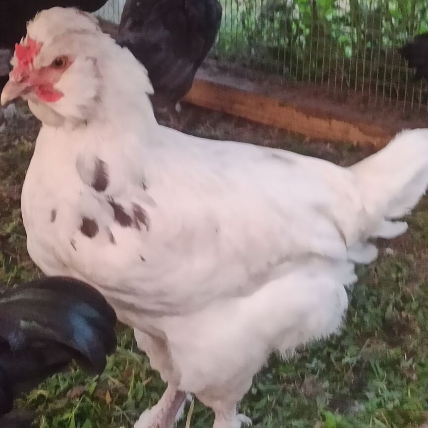 Продам/обменяю помесных петушков