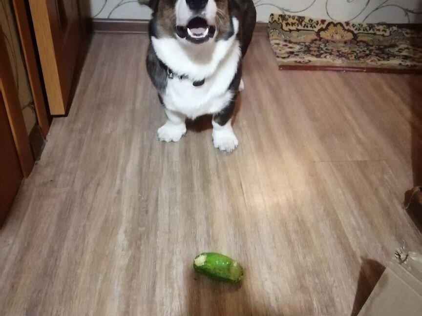 Вельш-корги кардиган вязка