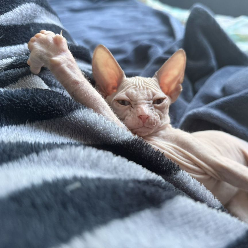 Донской сфинкс котёнок