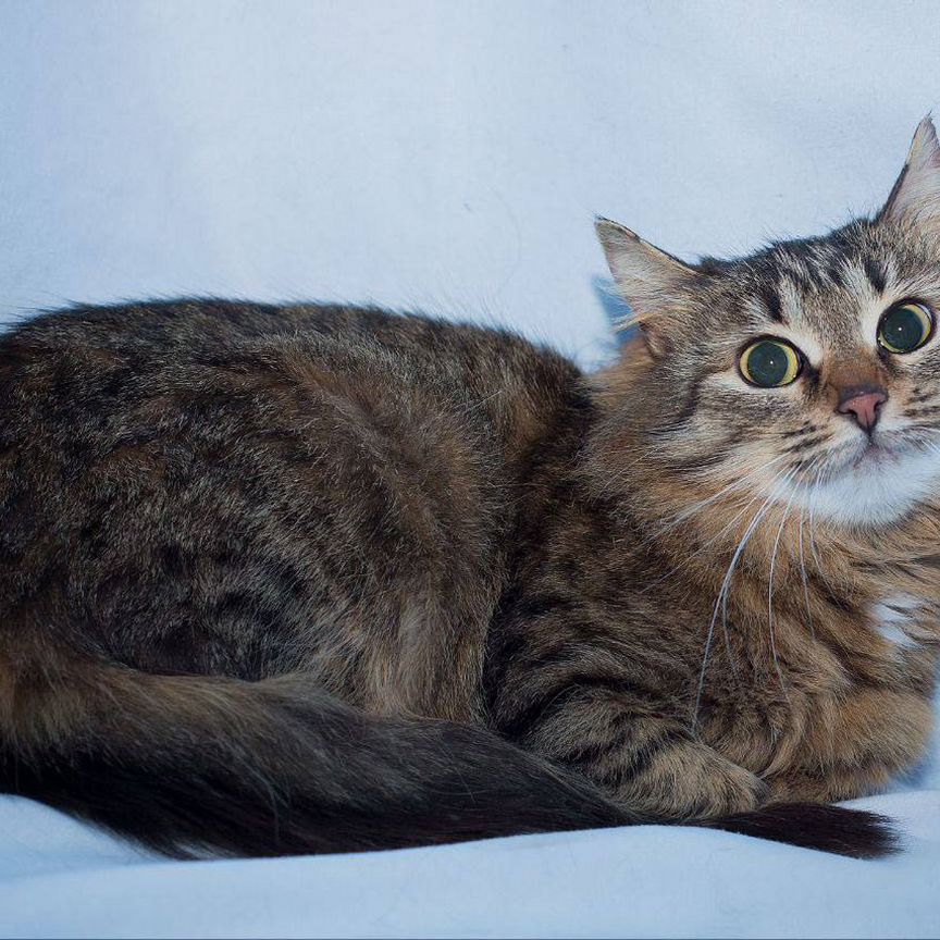 Красивая кошечка