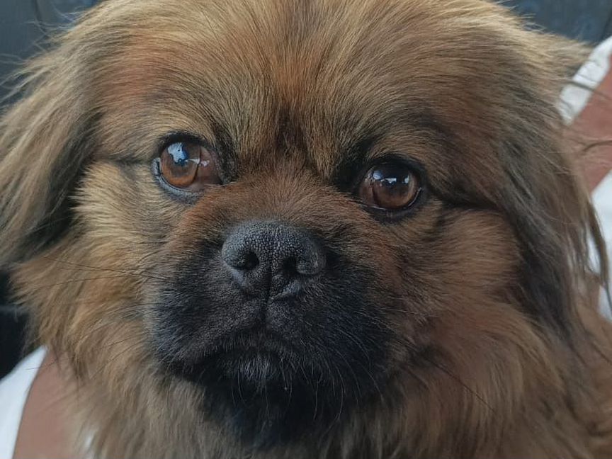 Кузя (мальчик) 2,5 года маленькая собачка