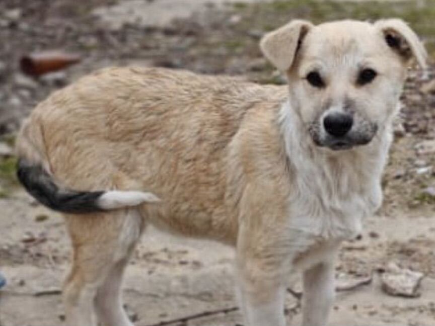 Щенки очень хотят домашнего тепла