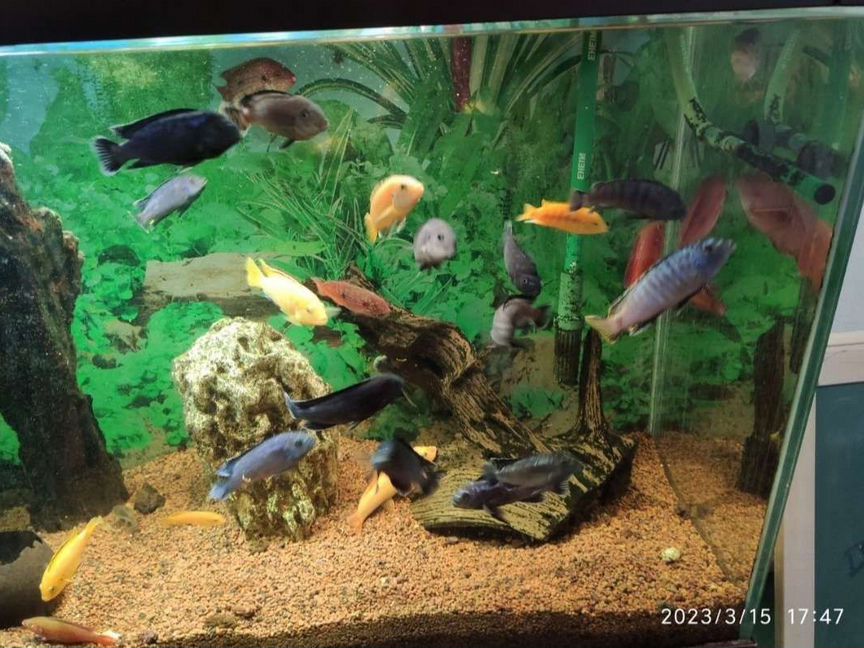 Цихлиды и сомы