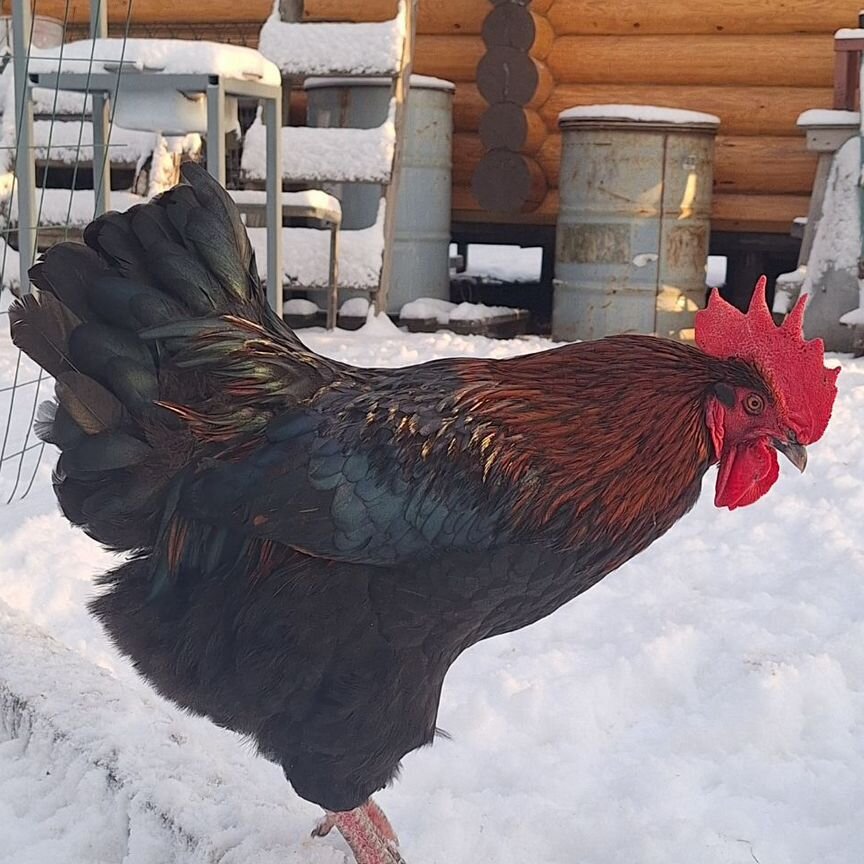 Петух Маран