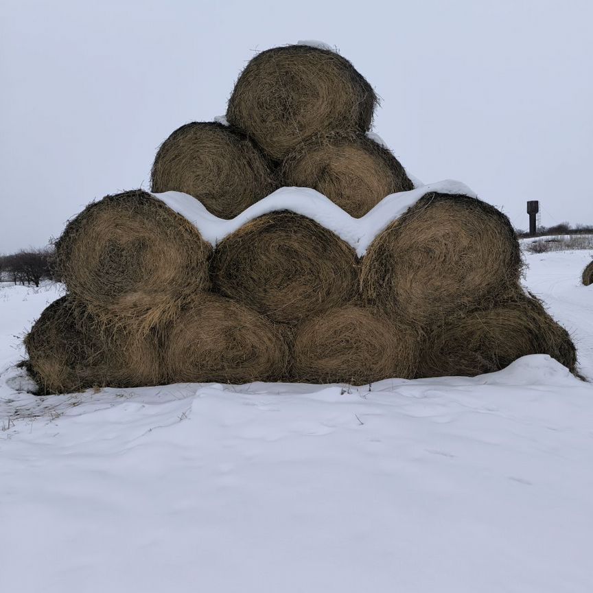 Продам сено в рулонах