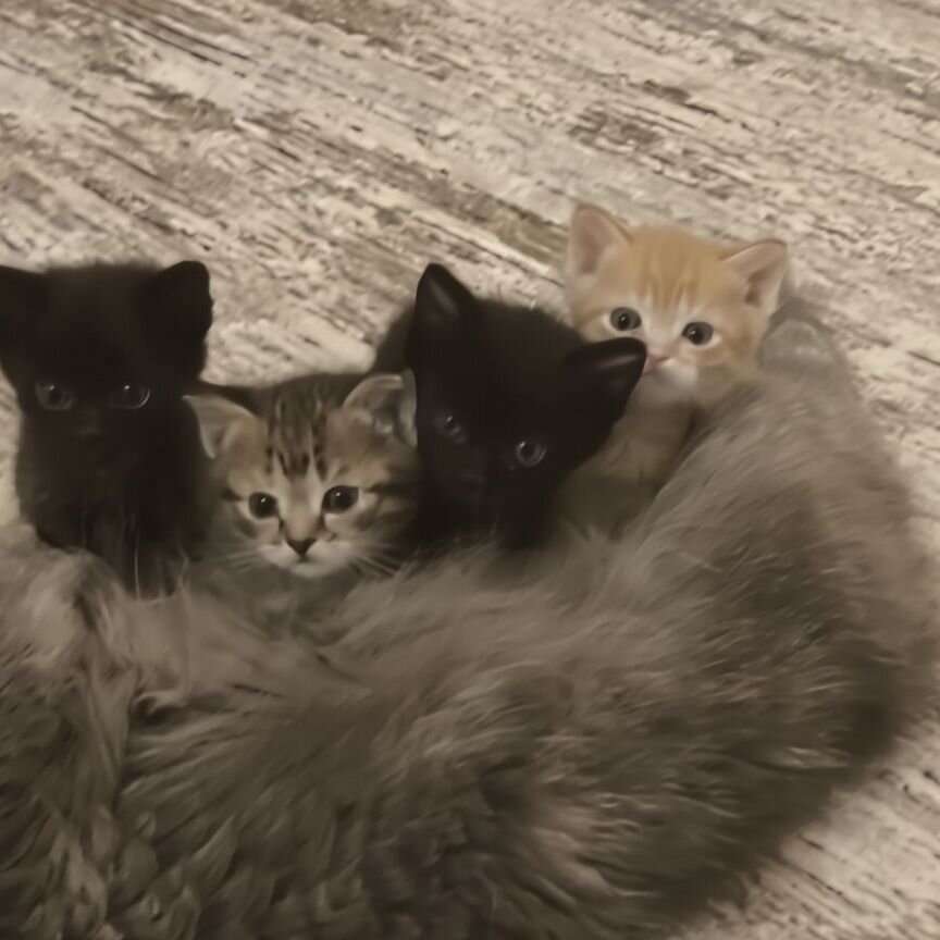 Котёнок в добрые руки