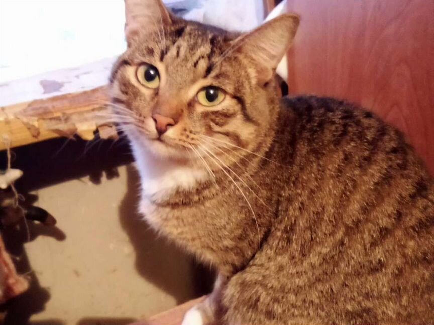 Котик в добрые руки