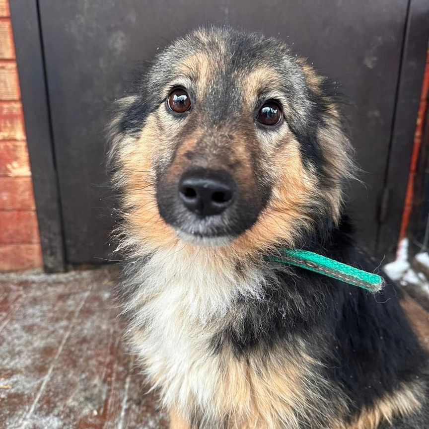 Лохматушка Иви