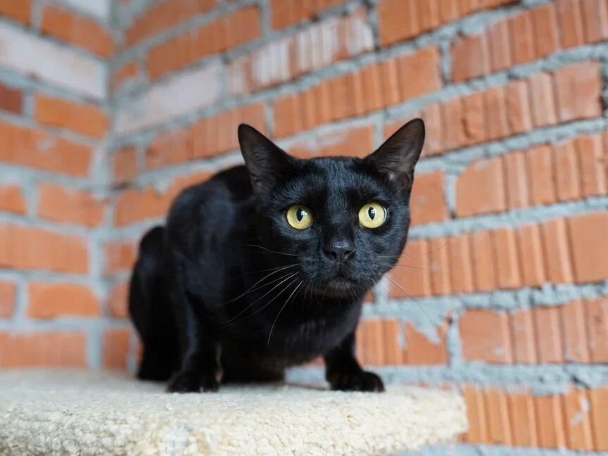 Кот бомбейской породы