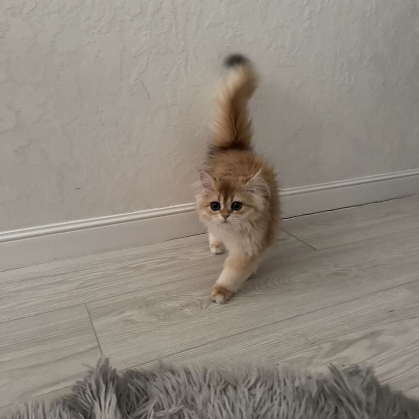 Шотландская золотая шиншилла