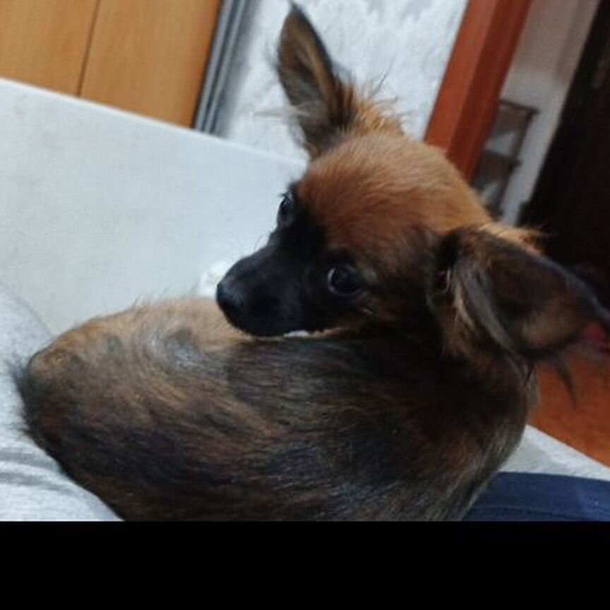 Русский той-терьер, щенок