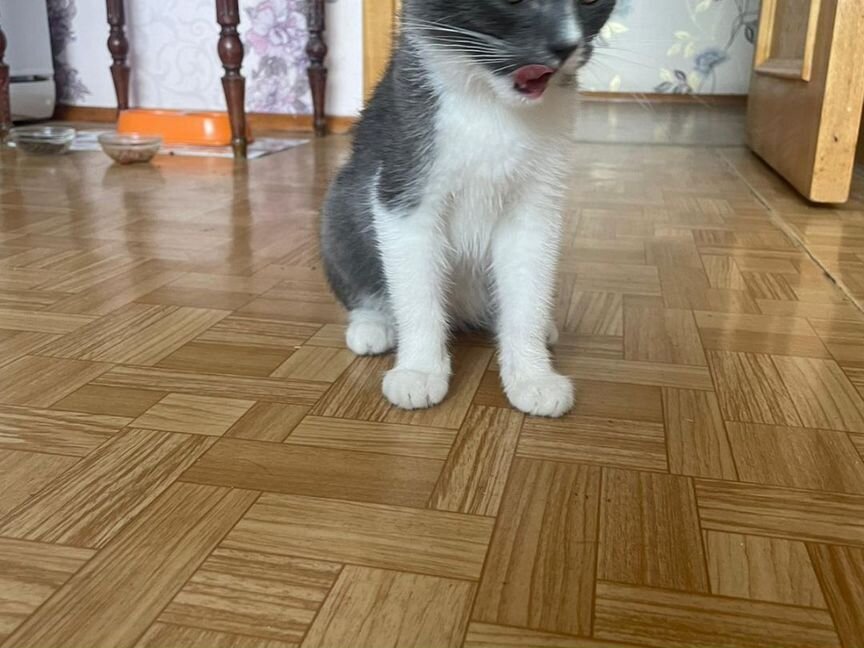 Котенок девочка