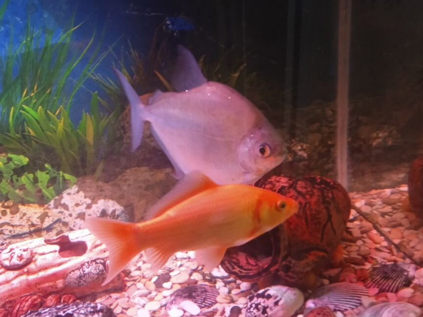 Аквариумные рыбки