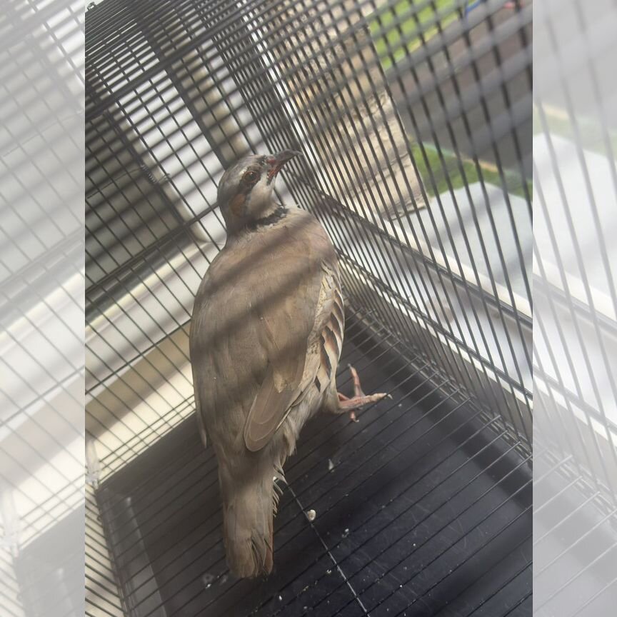 Кеклик, кабк