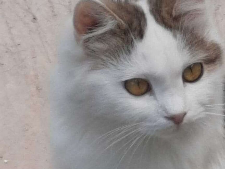 Танюшка. Кошечка в добрые руки