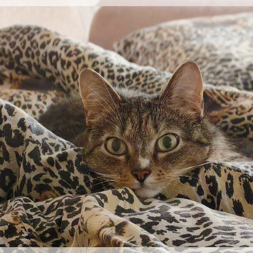 Ласковая кошечка ищет новый дом