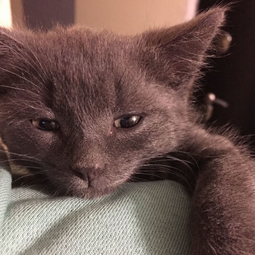 Котенок в хорошие руки
