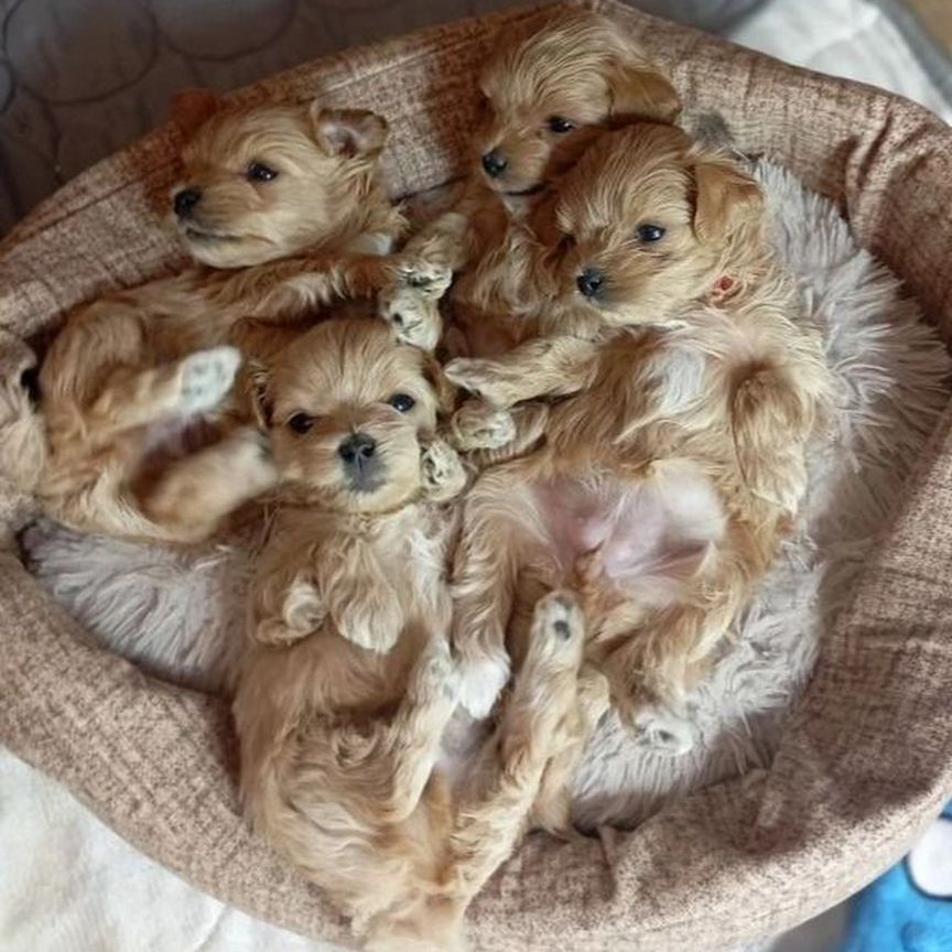 Мальтипу, щенок