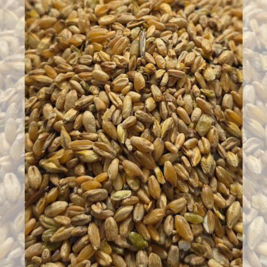 Зероноотходы (пшеница) отличного качества