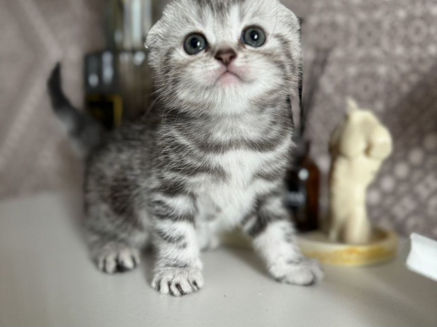 Шотландские вислоухие котята мальчики
