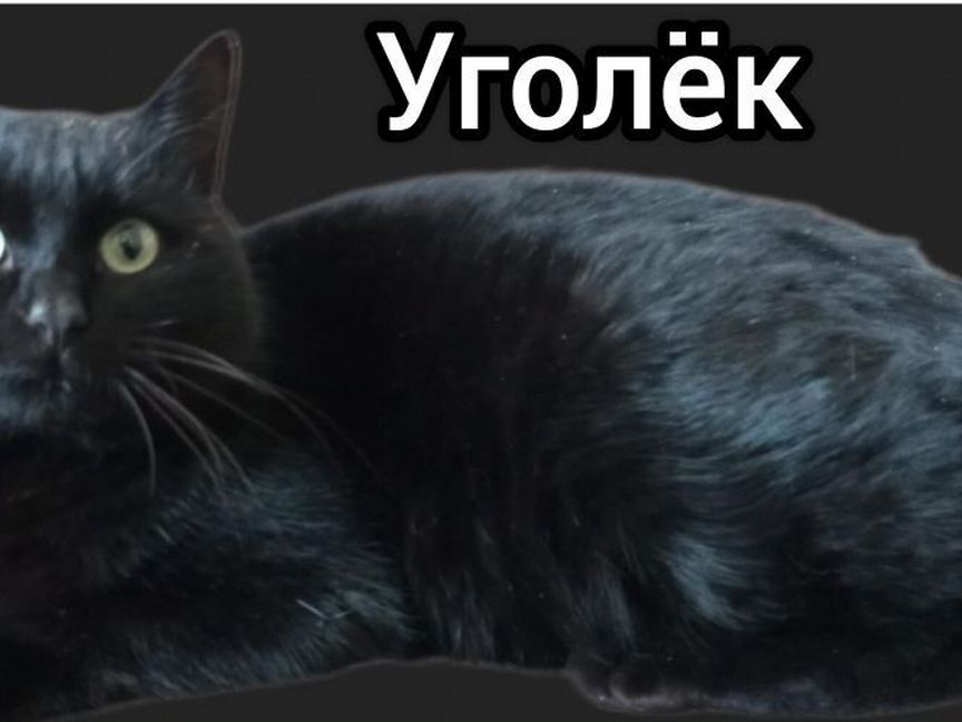 Шикарный кот