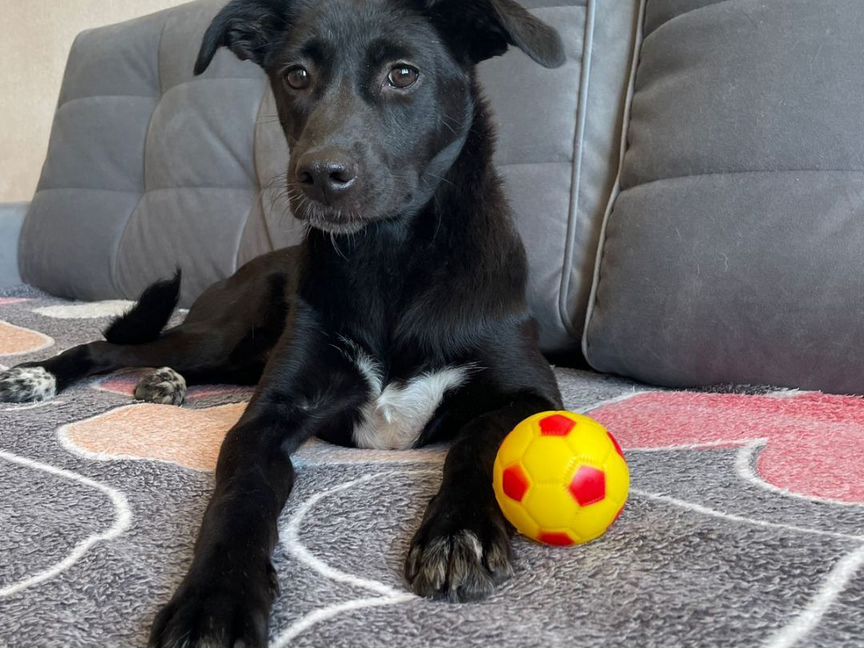 Собака в добрые руки