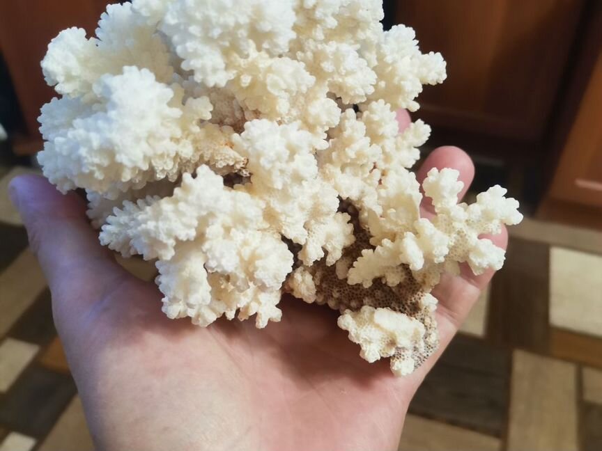 Морские кораллы