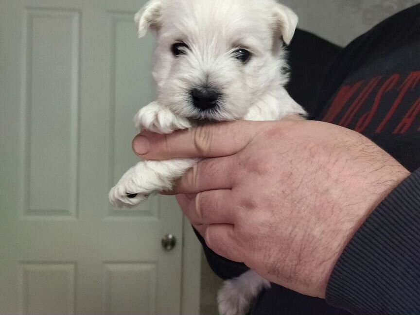 Щенки вест хайленд вайт терьера