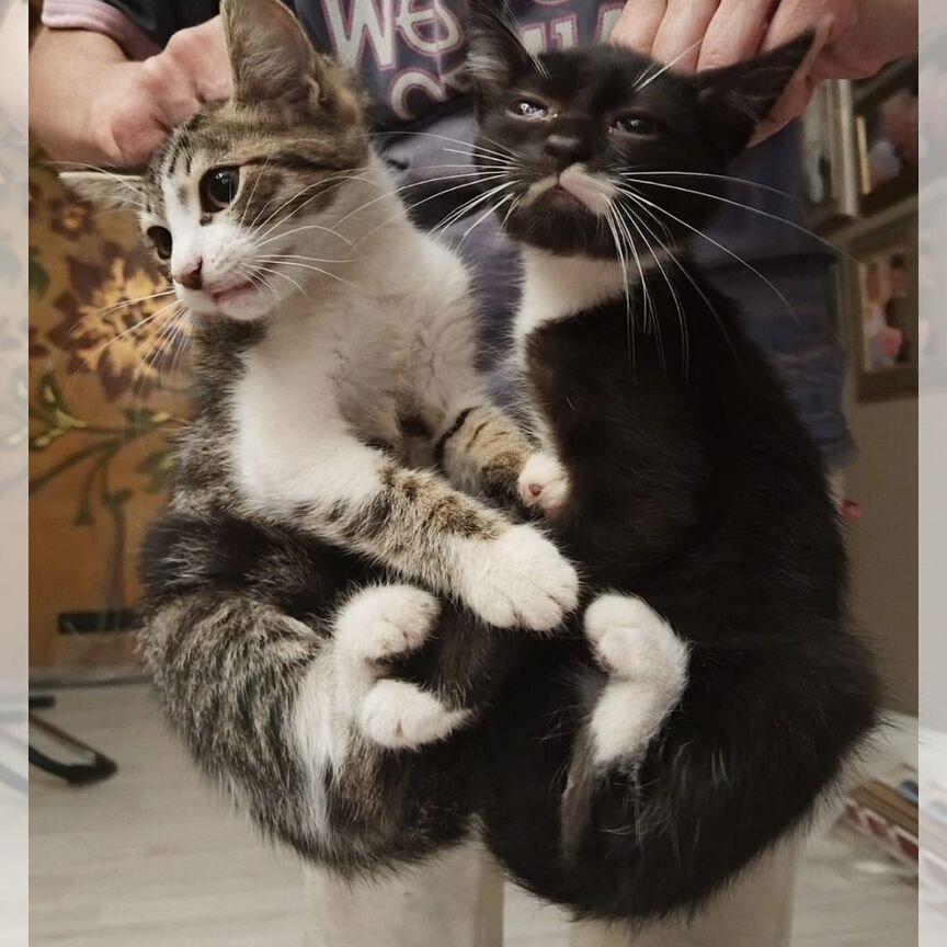 Котейки 2 месяца