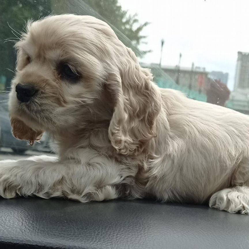 Мальчишки с супер ушками