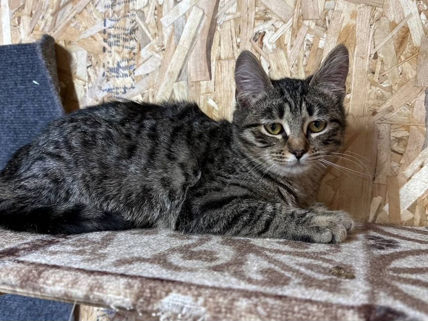 Котик ждет маму