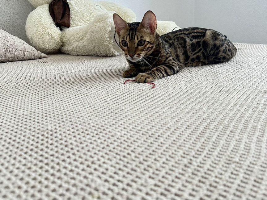 Бенгальские котята