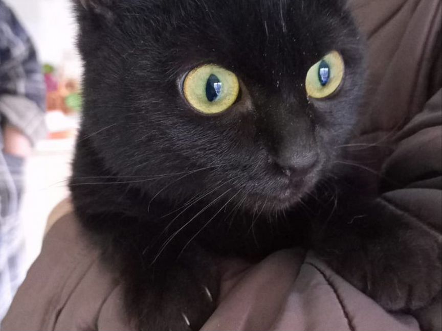 Котя девочка 5 мес