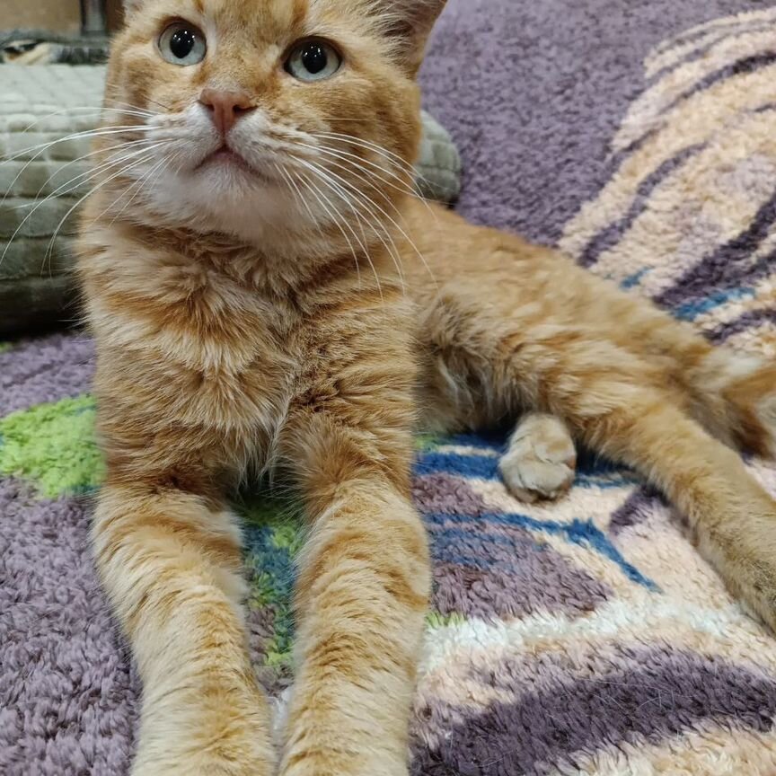 Кот рыжик в добрые руки
