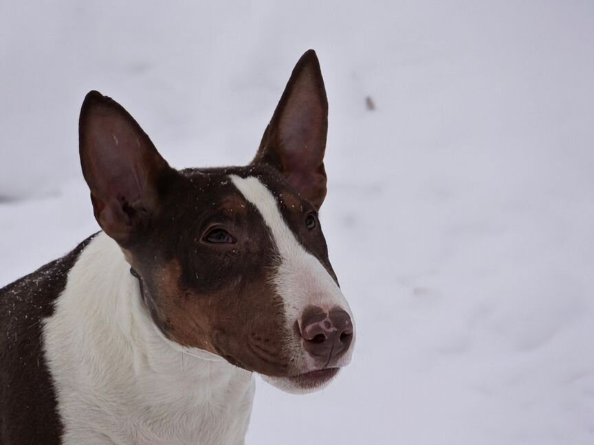 Миниатюрный бультерьер мальчик