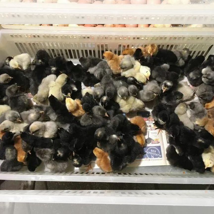 Цыплята даминант