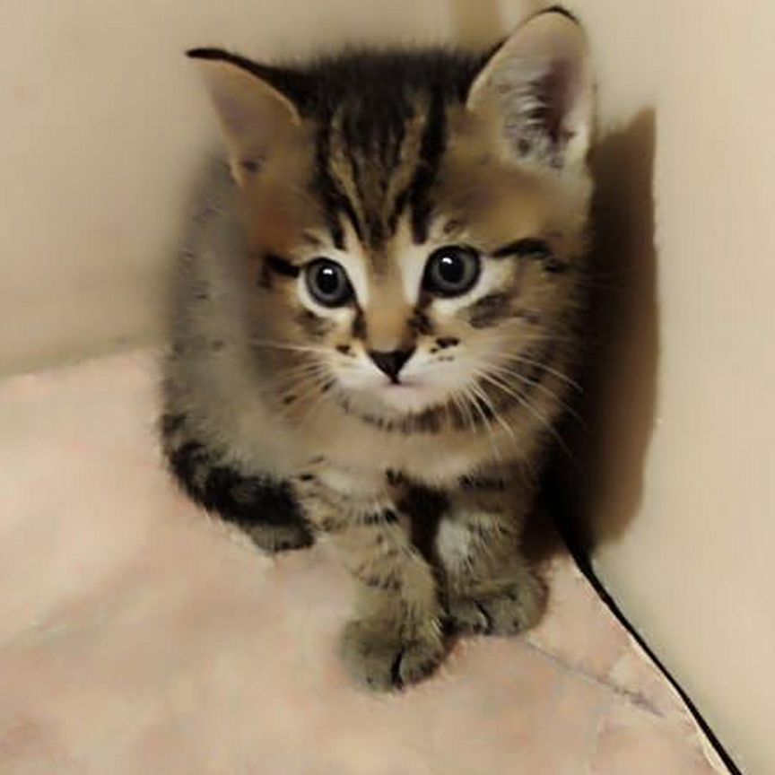 Котёнок от частного владельца