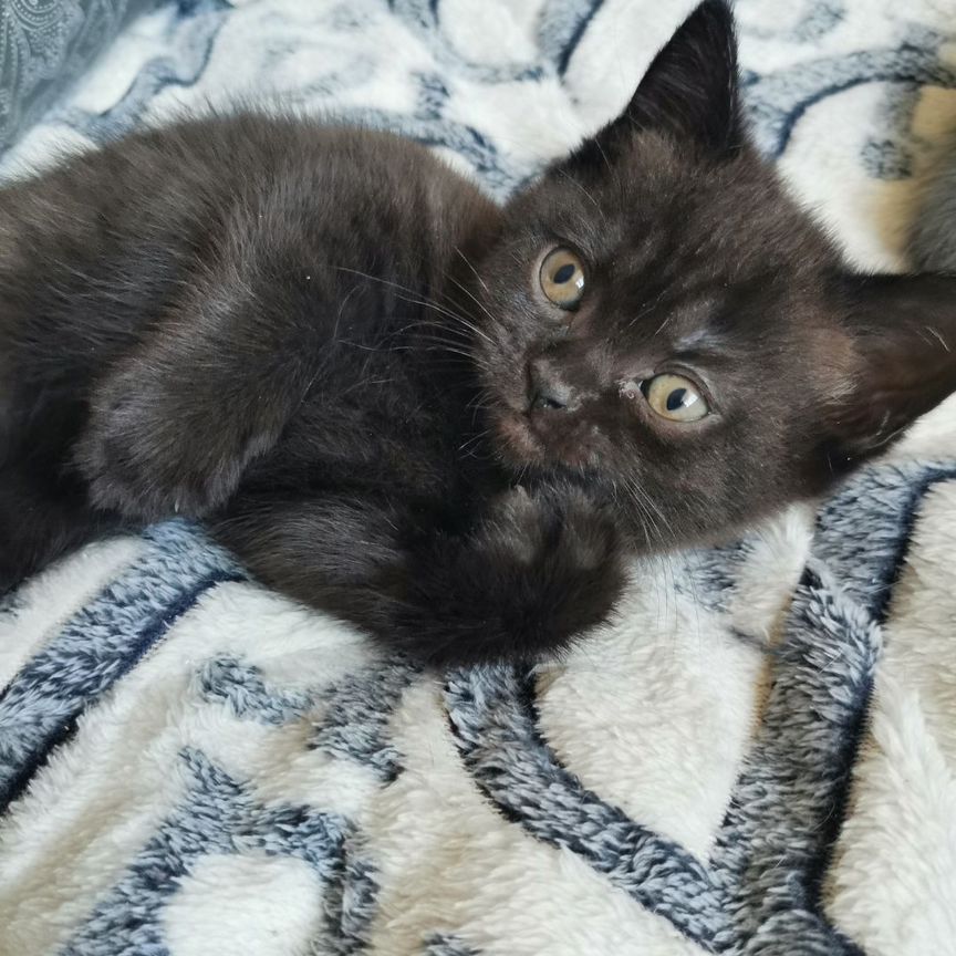 Британские котята