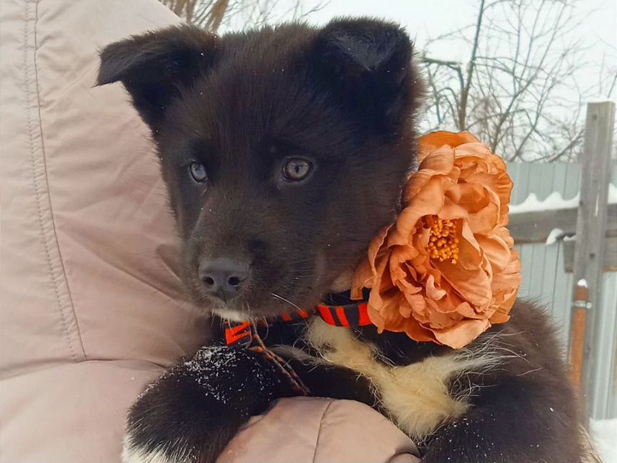Щенок в добрые руки бесплатно