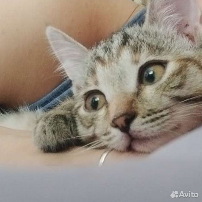 Котёнок славная Булочка